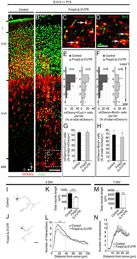 Ectopic Expression Of Foxp2 Delays Neurite Outgrowth And Branching In Download Scientific