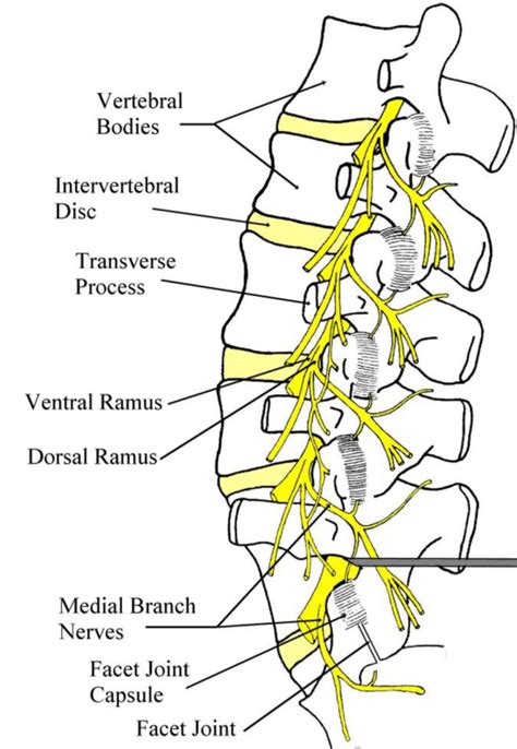 Selective Nerve Root Block Treatment In Scottsdale Az Jacob T Rohrs