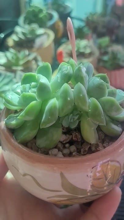 다육이 다육식물 에케베리아 키우기 성장 종류 로제트 장미 휴고이찬원 시절인연휴고다육이succulentsucculentlove다육이추천다육이색감다육이초보