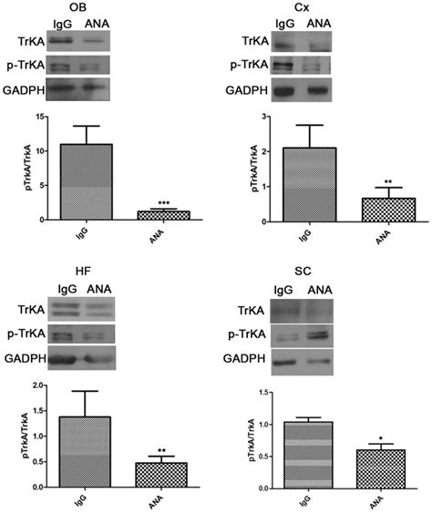 Ngf Receptor Trka Expression Following Ana Treatment As Compared To