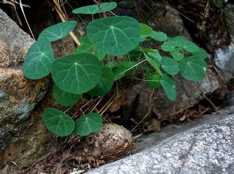 山乌龟的功效与作用山乌龟植物 随意云