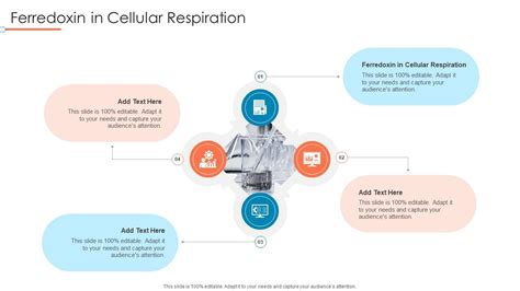 Ferredoxin In Cellular Respiration In Ppt Powerpoint Presentation Slide Templates Cpp Ppt Template