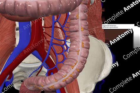 Sigmoid Arteries Complete Anatomy