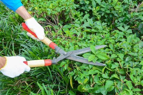 Gardener Cutting Hedge With Grass Shears Stock Image Image Of Green Worker 50371753