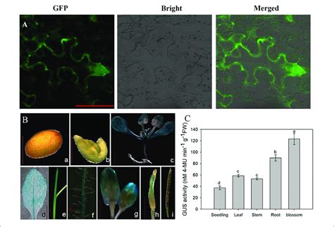 Subcellular Localization Tissue Expression And Quantitative