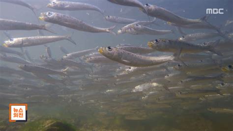 포식자 갈치에 정어리 떼 장기간 체류