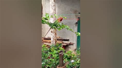 කටුස්සා උගේ ඇගේ පාට මාරු කරන හැට් බලමු Youtube