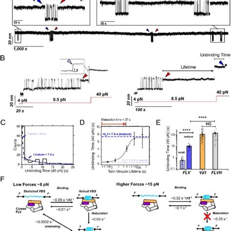 Talin Binding Weakens The Vinculin Head To Tail Interaction A Download Scientific Diagram