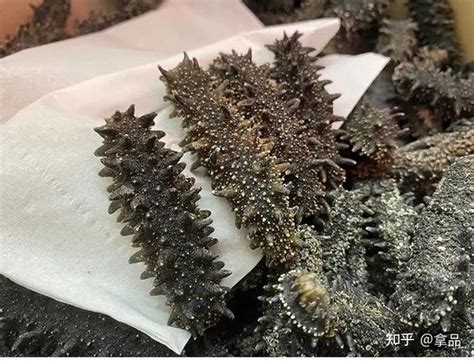 《拿品课堂》全球不同海域海参种类鉴赏——日本青参 知乎