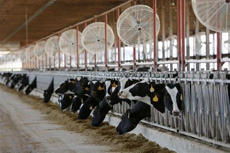 Dasanfeeds Farminginheat Farminginhumidity Hightemperaturefarming Scorchingheatfarming