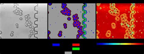 Identification Result On Yeast Monolayer Microfluidics Stacks Of 100 Download Scientific