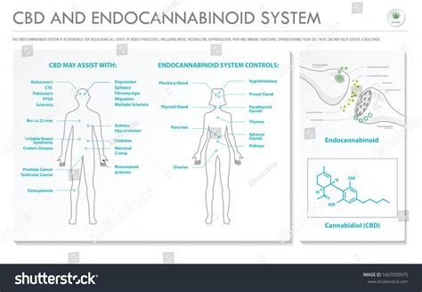 Cbd Endocannabinoid System Horizontal Business Infographic Stock Vector Royalty Free