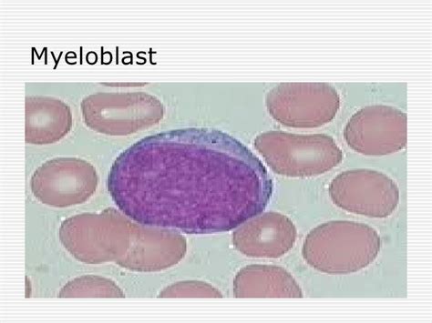 Hematopoiesis