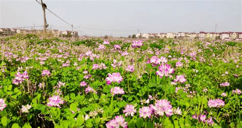 【南昌三农】南昌发布绿肥春季田管及利用技术指导意见种植田块鲜草