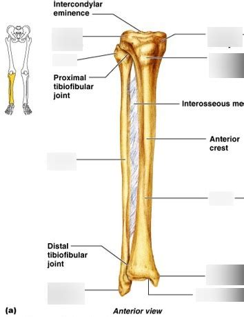 Lab Tibia And Fibula Diagram Quizlet