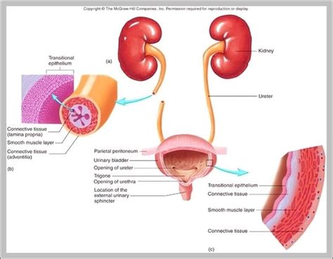 Ureter Function Image Anatomy System Human Body Anatomy Diagram And Chart Images