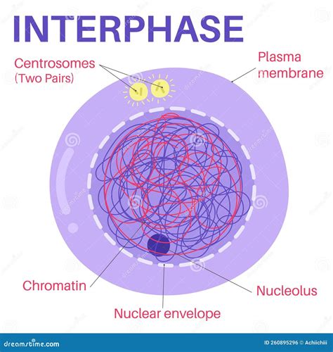 Interphase Is The Portion Of The Cell Cycle Stock Vector
