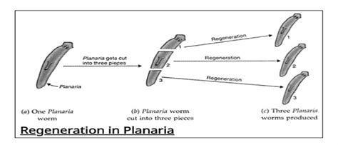 Regeneration In Planaria