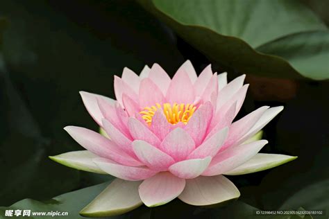 莲花摄影图 花草 生物世界 摄影图库 昵图网