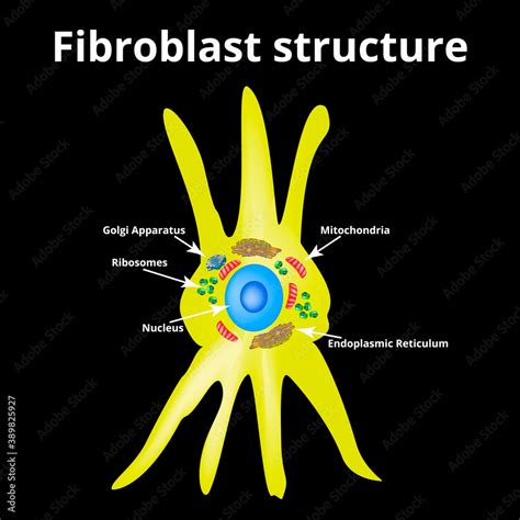 Fibroblast Structure Fibroblast Cell Vector Illustration Isolated Stock Vector Adobe Stock
