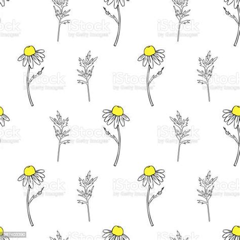 완벽 한 꽃 패턴 흰색 배경 손으로 그린 데이지 스케치 벡터 일러스트 레이 션 디자인 패키지 차 유기농 화장품 자연 의학 인사말 카드에 대 한 절연 카모마일 야생 필드 꽃