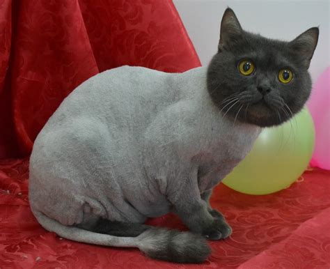 Стрижка для британских кошек фото