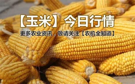 「玉米價格」今日的玉米價格怎樣呢？2017年12月25日玉米行情表 每日頭條