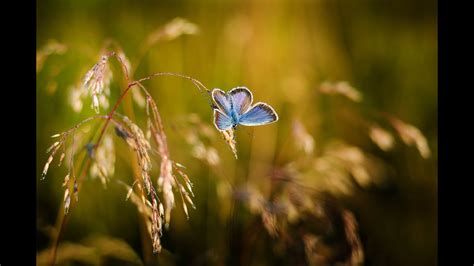 Расслабляющая Музыка Для Релаксации И Снятия Стресса Youtube Music