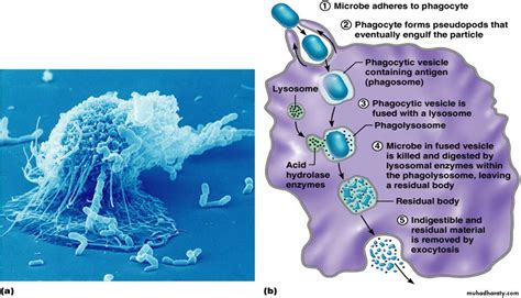 The Immune System Pptx دزبيدة Muhadharaty