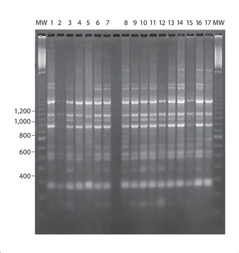 Rapd Band Patterns Of Non L Pneumophila Isolates With Primer Opn 02 Download Scientific