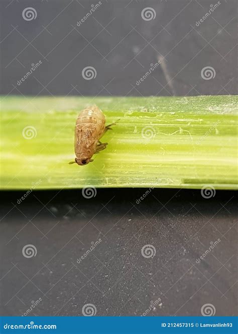 Insekt Av Risplantor Eller Av Brunt Planterare Fotografering För