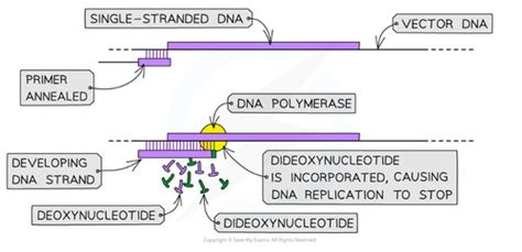 Dna Sequencing Flashcards Quizlet