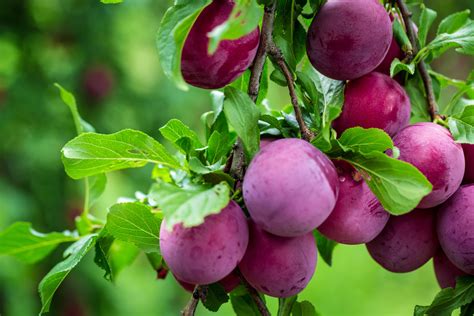 Can You Eat American Plums