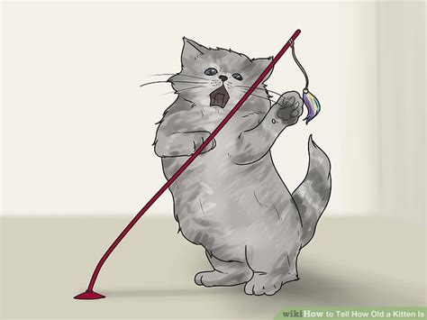 4 Ways To Tell How Old A Kitten Is WikiHow