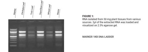 Plant RNA Extraction Purification Kit Solutions Magnetic Bead Based G M