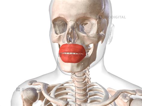 Orbicularis Oris Biodigital Anatomy