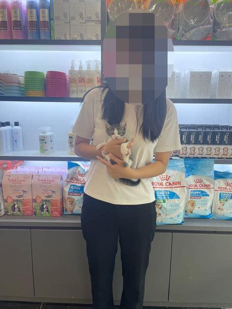 창원 2022 0141 뱅갈아메리칸숏헤어 연두 책임분양 프렌치불독크기 빠삐용크기 파피용크기 사모예드크기 스피츠크기 시바견