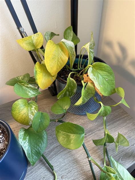 Yellowing Pothos Anything I Can Do To Rplantclinic