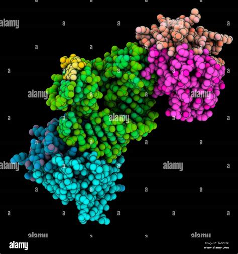 Human Signal Recognition Particle Protein Alu Domain Computer Model