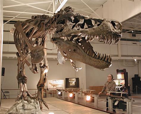 Heres How To Translate Micropachycephalosaurus Into Plain English