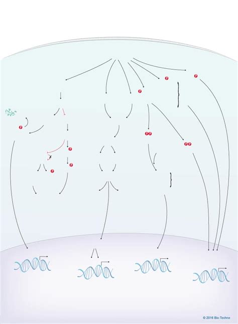 Type I Interferon Signaling Pathways