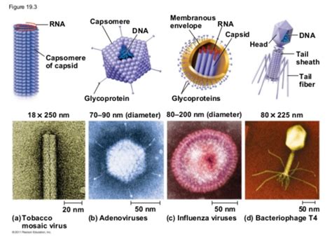 Viruses Flashcards Quizlet