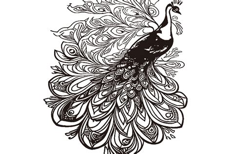Black Peacock Line Art Vector Graphic By Arief Sapta Adjie · Creative Fabrica