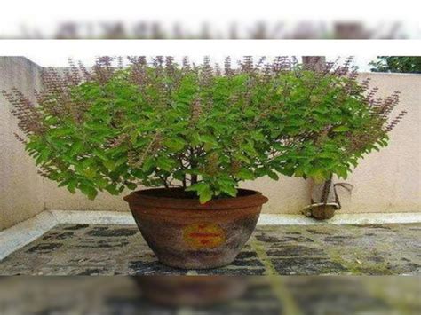 tulsi plant worship at home keep this thing under tulsi plant for good ...
