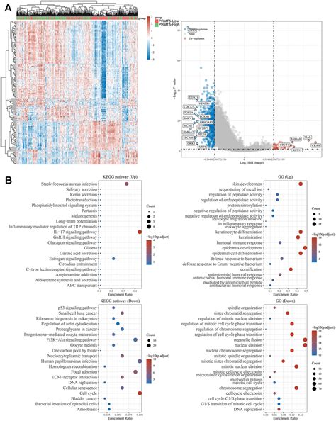 Identification Of Protein Methyltransferases 5 Associated With