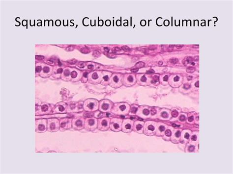 Tissues Ppt Download