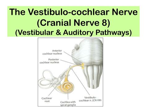 Ppt The Vestibulo Cochlear Nerve Cranial Nerve 8 Vestibular And Auditory Pathways Powerpoint