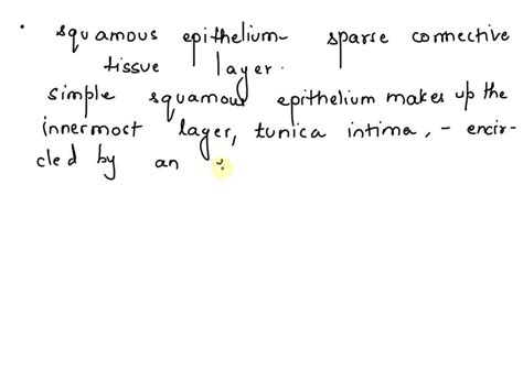 Solved The Ectoderm As A Single Layer Differentiates Into Four