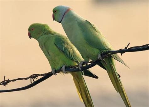 Differences Between Male And Female Parrots