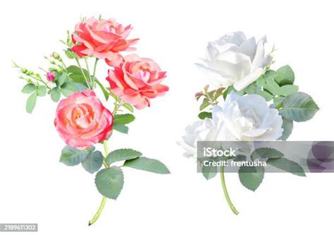 분홍색과 흰색 장미 꽃과 녹색 잎이 있는 가지 세트입니다 잎이 있는 장미 꽃 컬렉션 흰색 배경에 고립되어 있습니다 0명에 대한